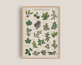 Tree Leaves Identification Poster British Species - Etsy
