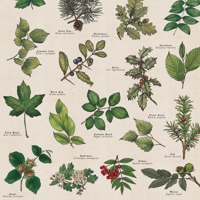 British Trees Poster Vintage Tree Artwork Native Trees of - Etsy UK