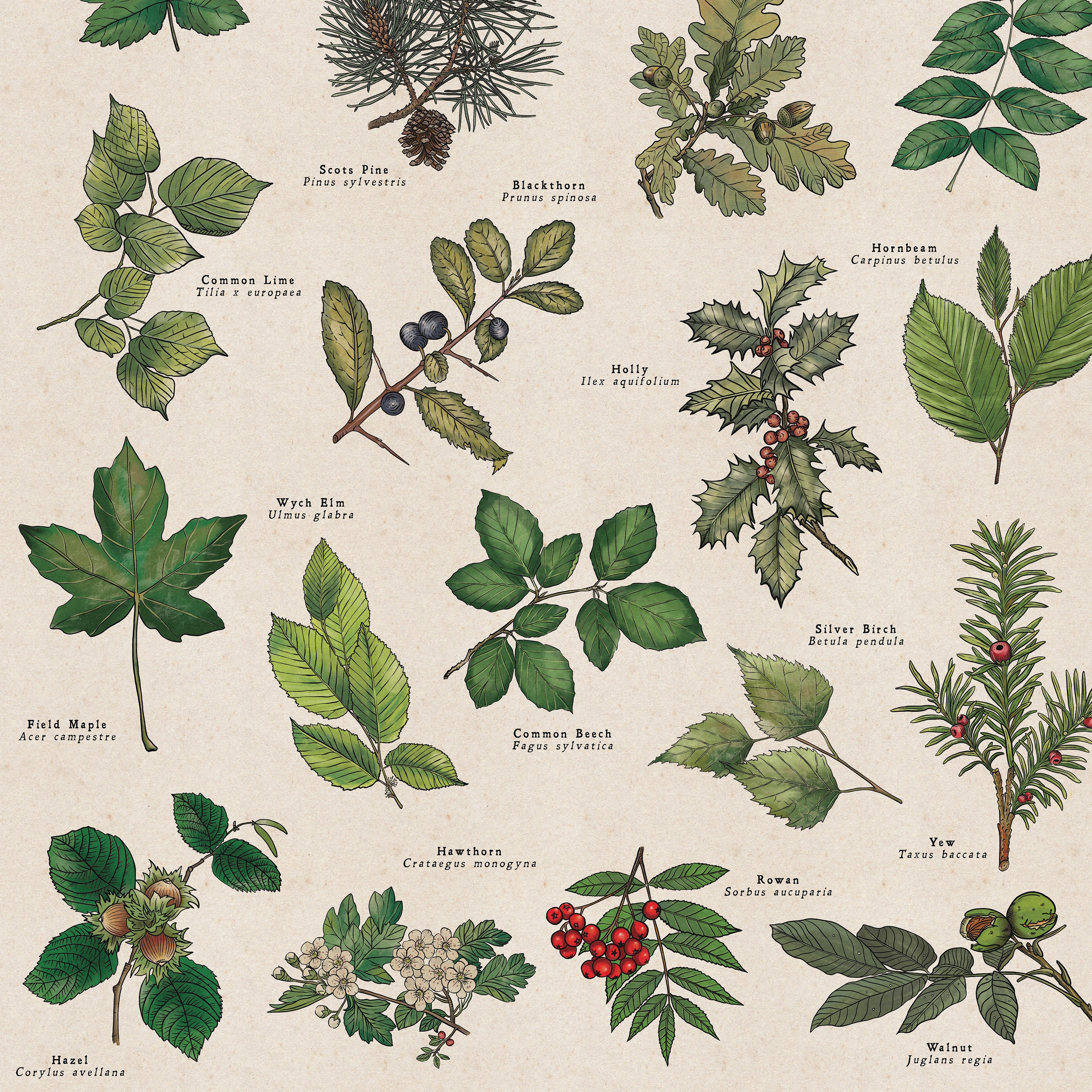 British Trees Poster, Vintage Tree Identification, Forest Wall Art ...