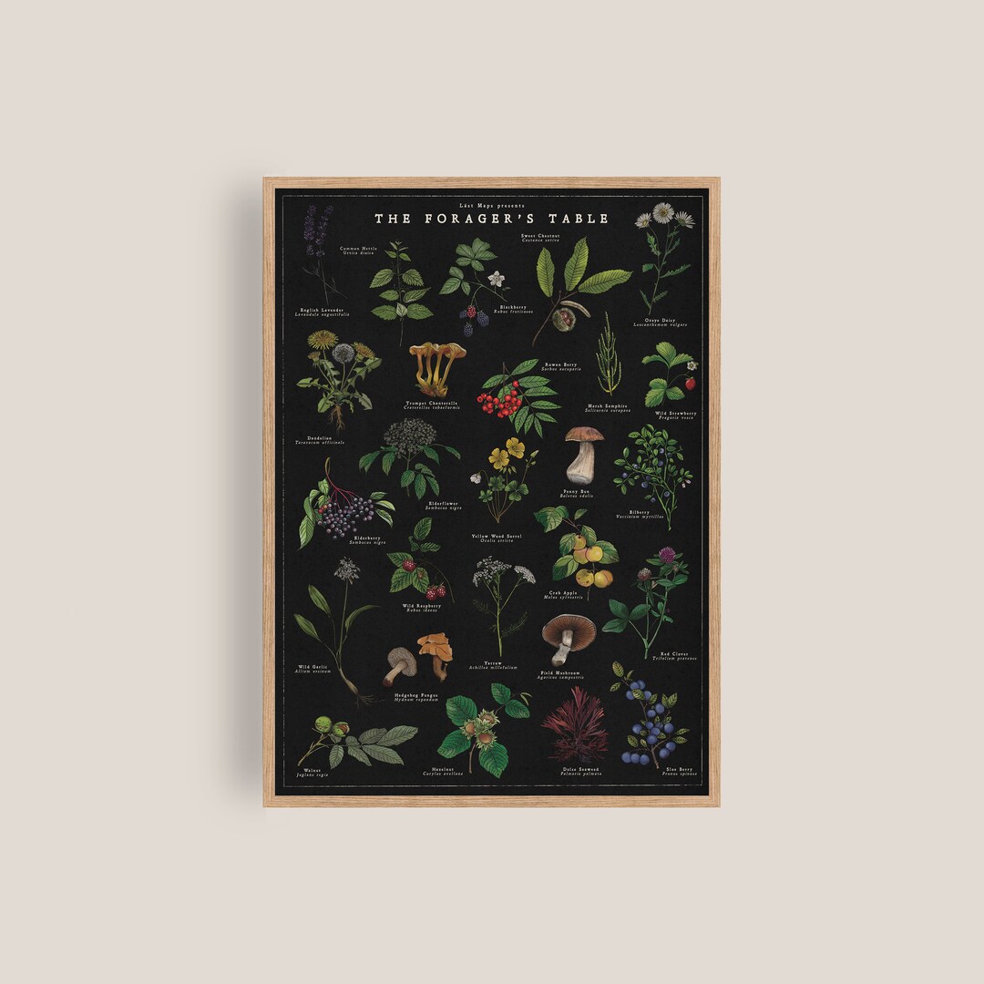 Botanical Print | Foraging Artwork | British Wild Food | Nature Poster ...