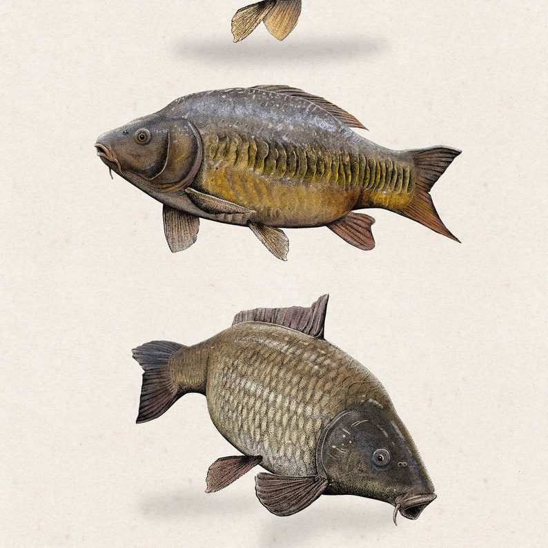Carp Illustration Print | Angling Artwork - Etsy