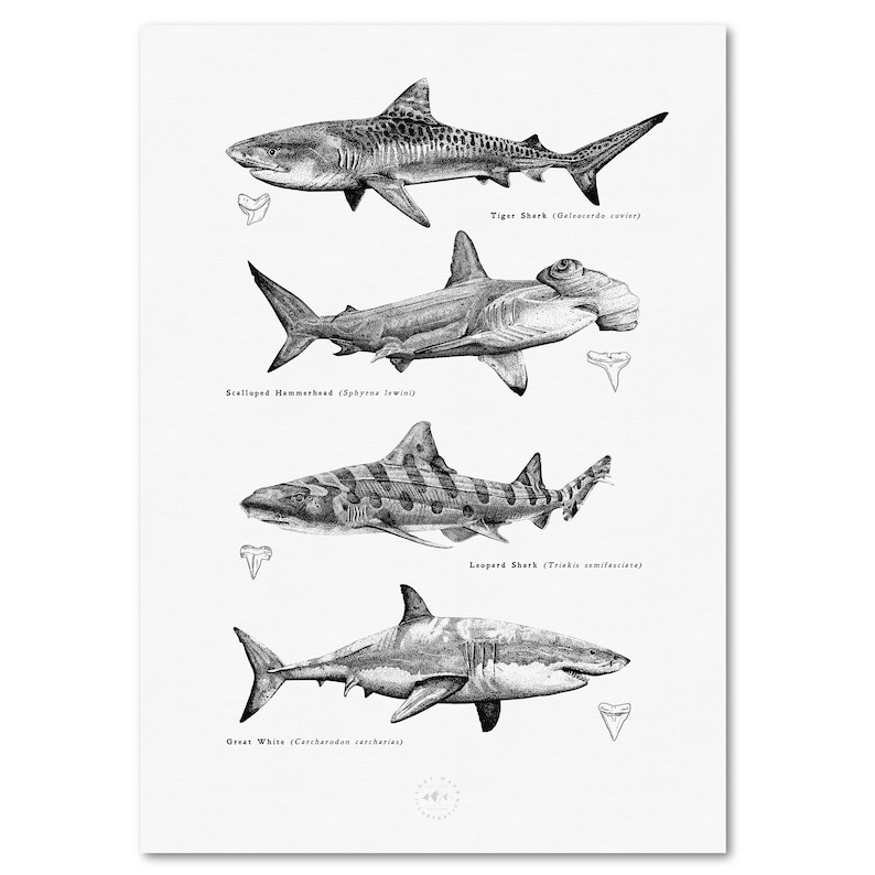 Sharks Poster | Shark Species Wall Art Print | Sea Creatures Art ...