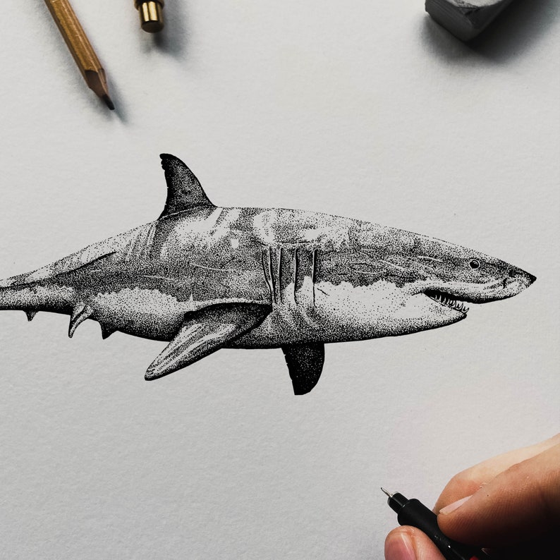 Sharks Poster | Shark Species Wall Art Print | Sea Creatures Art ...
