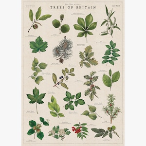 British Trees Poster, Vintage Tree Identification, Forest Wall Art ...