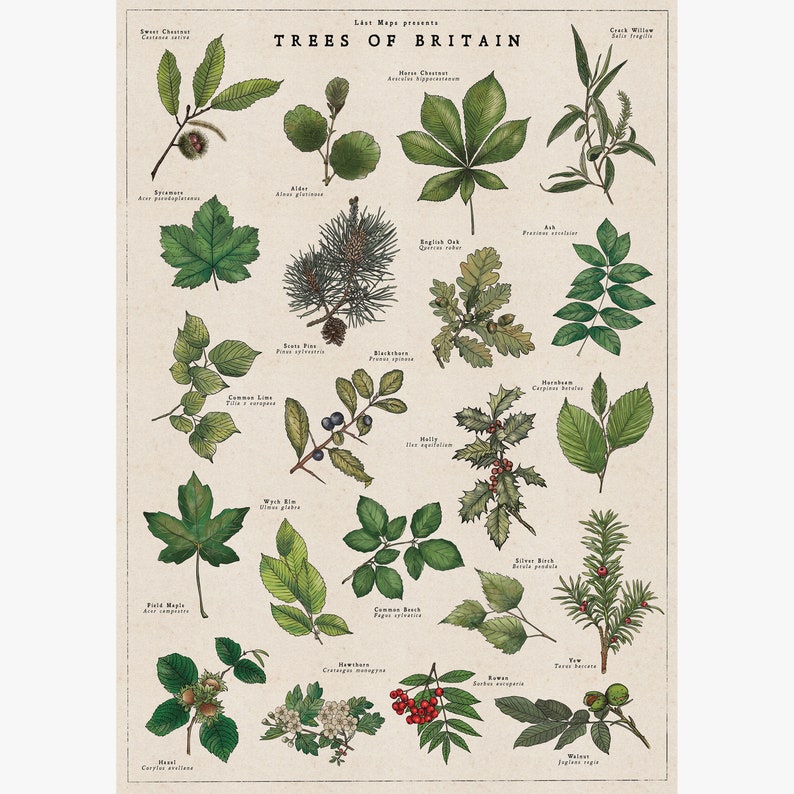 British Trees Poster Vintage Tree Artwork Native Trees of - Etsy UK