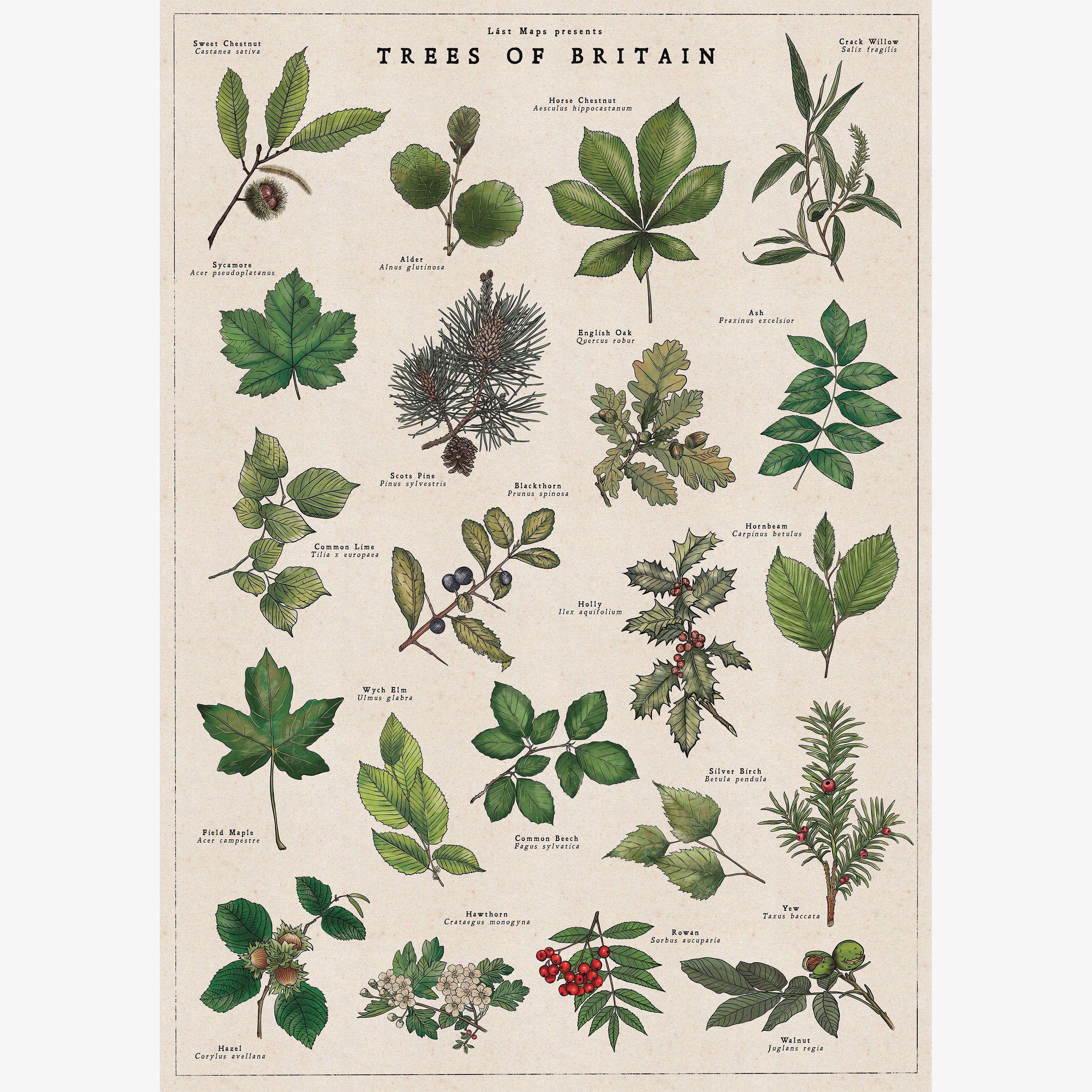 British Trees Poster, Vintage Tree Identification, Forest Wall Art ...