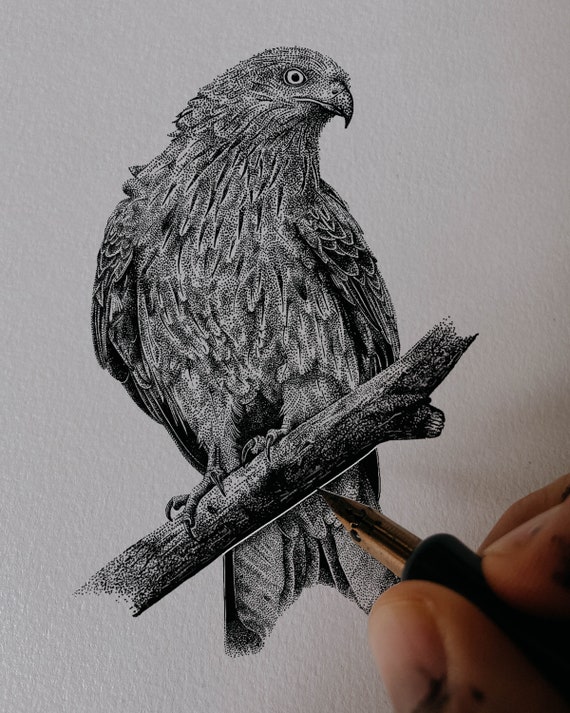 Dibujos A Lápiz De Aves Rapaces