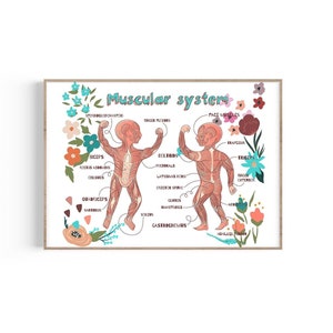 Muscular System, Human Body Anatomy Art, Anatomical System, Muscles Art ...