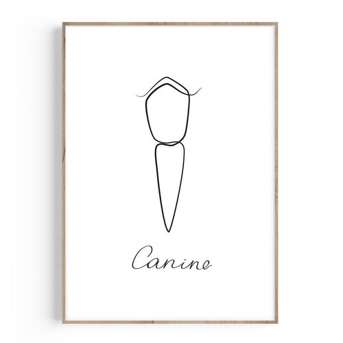 Canine Tooth One Line Art Dentist Gift Dentist Anatomy Art - Etsy