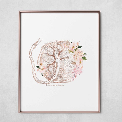 Placenta Fetus Pregnancy Art Womb Art Print Baby Art - Etsy