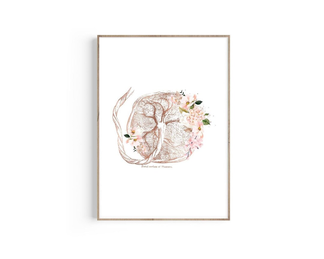 Floral Placenta Art Print, Midwife OBGYN Doula Gift (digital Download ...