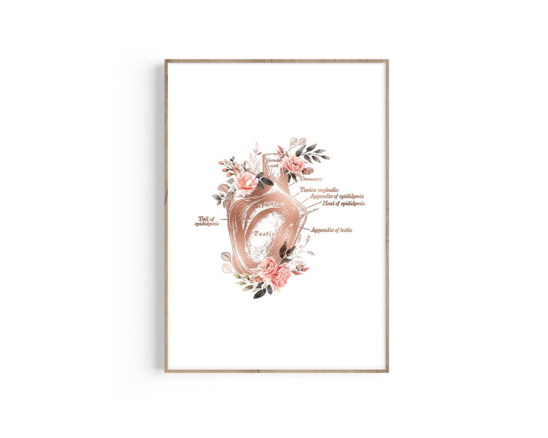 Testicle Anatomy Print Male Reproductive System Urology - Etsy