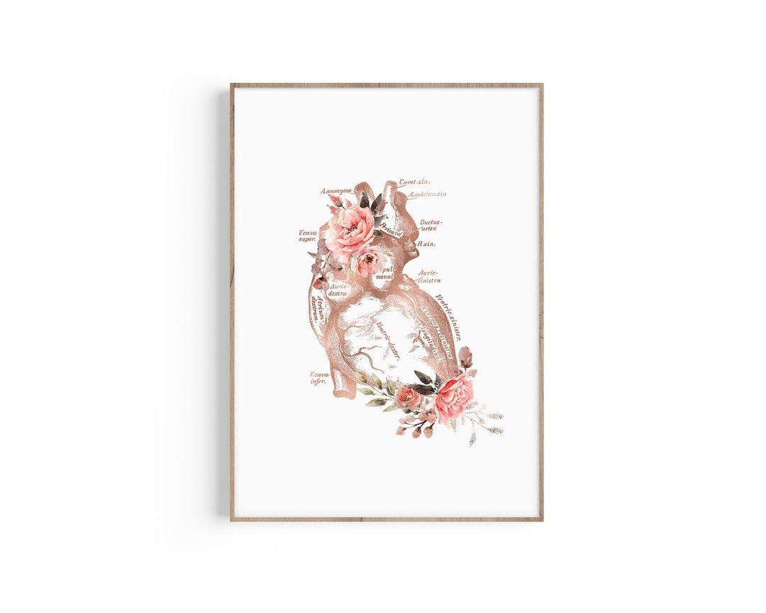 Heart Anatomy Print Heart Anatomy Poster Anatomical Heart - Etsy