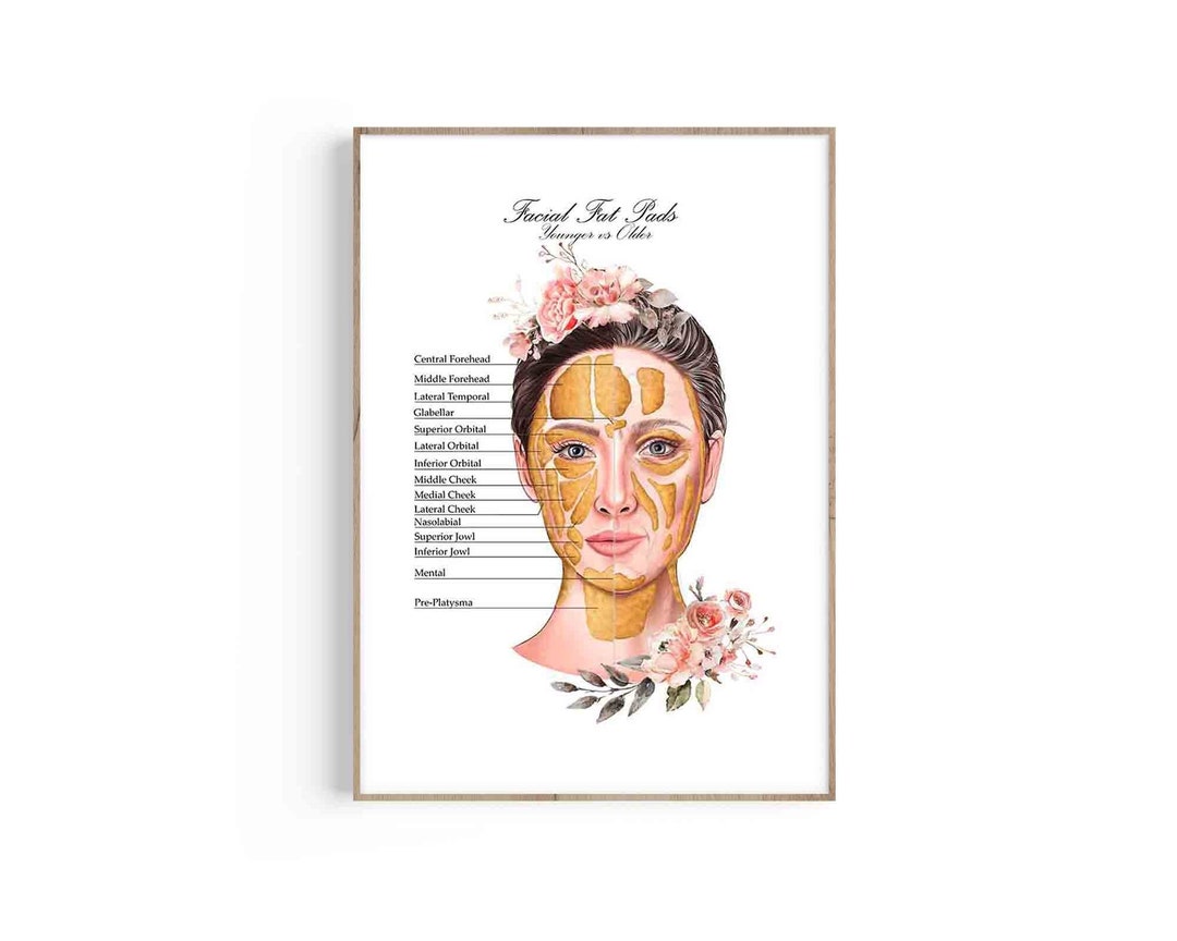 Facial Fat Pad Anatomy Print, Esthetician Spa Decor (digital Download ...