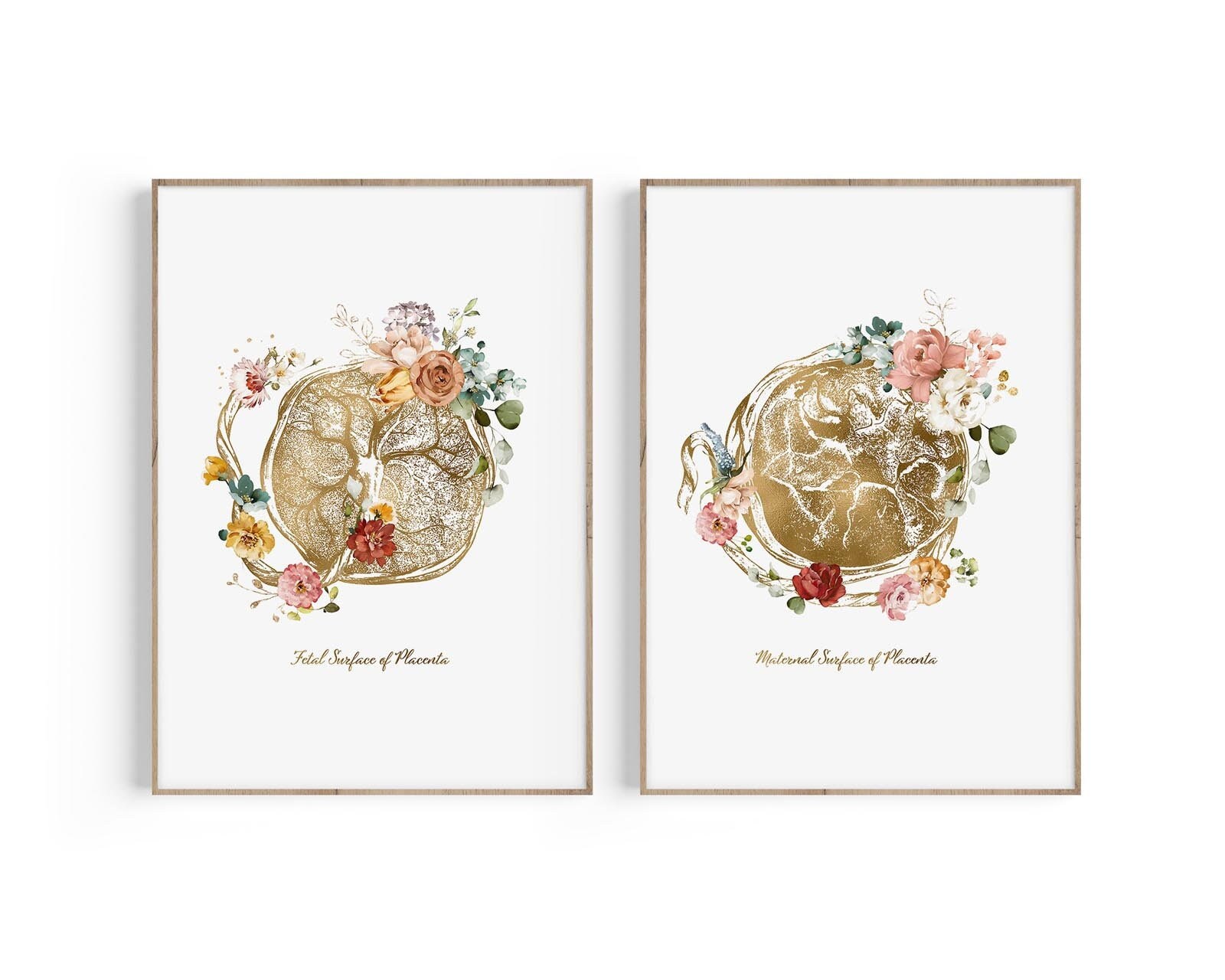 Placenta Anatomy Art Maternal Placenta Fetal Placenta - Etsy