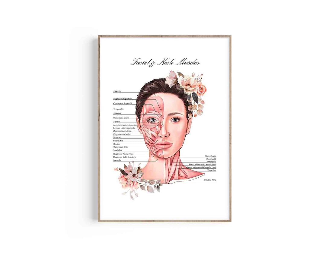 Facial Muscle Anatomy Art Print: Esthetician Spa Decor (digital ...