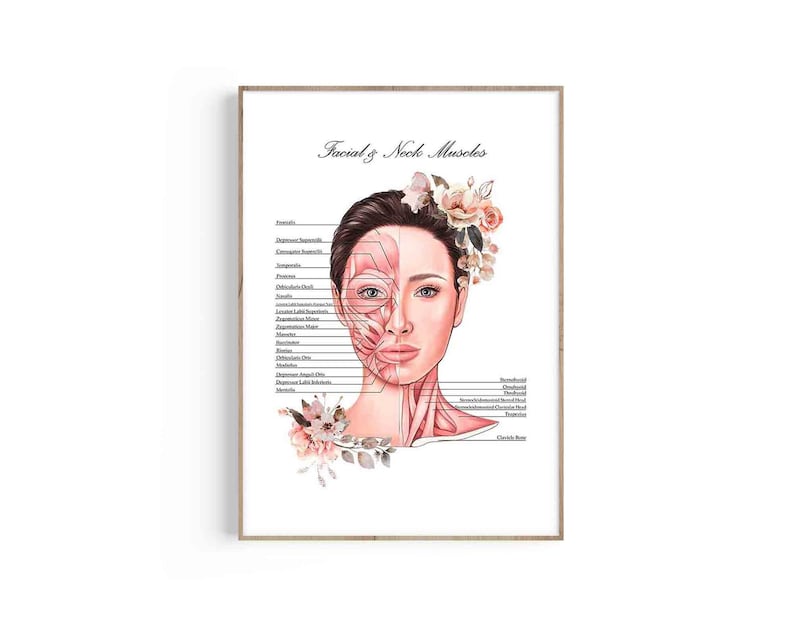 Facial Muscle Anatomy Art Print: Esthetician Spa Decor (digital ...