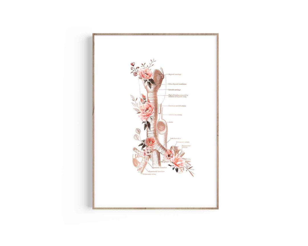 Trachea Bronchi Art Prints, Respiratory System, Esophagus, Pharynx ...