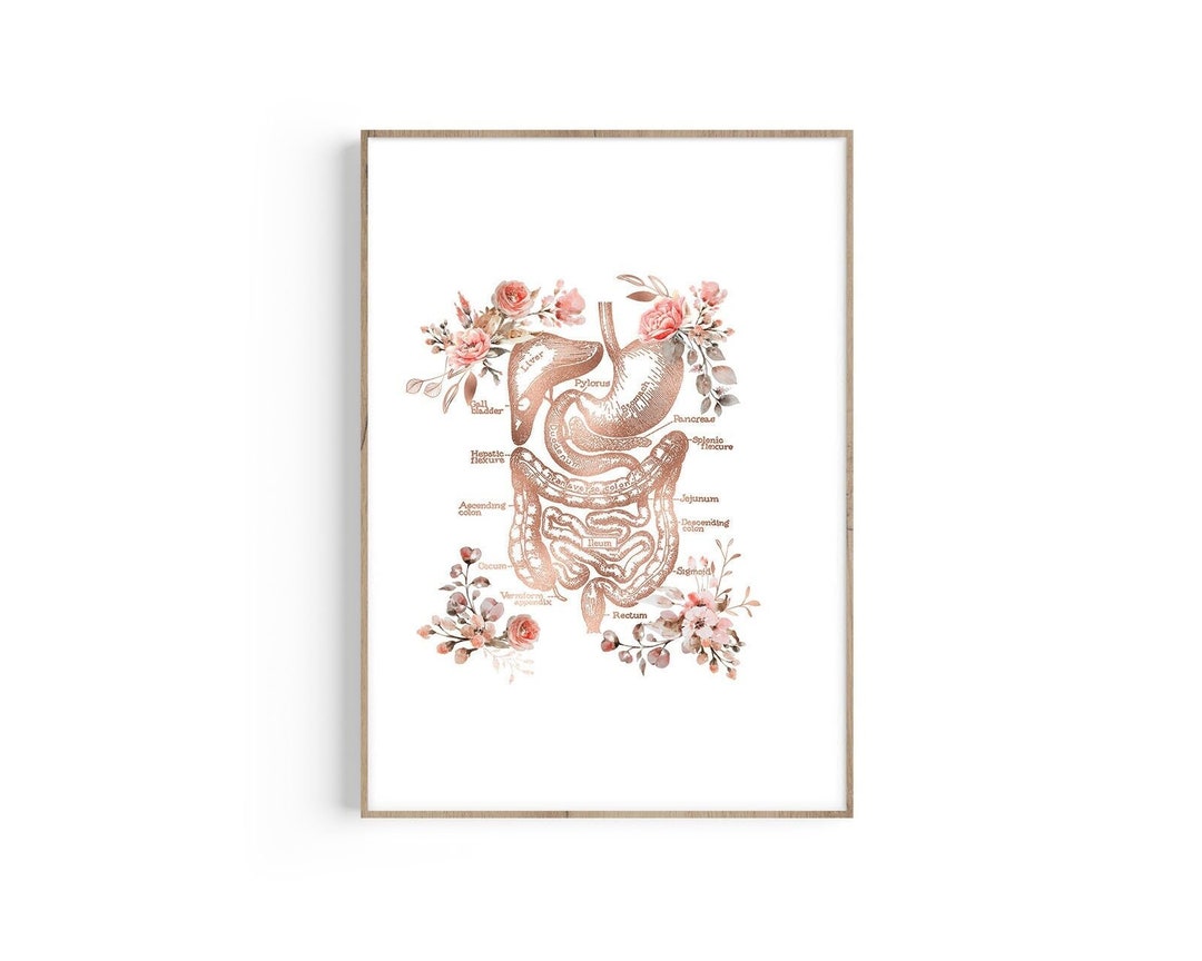 Digestive System Anatomy, Stomach Anatomy Art, Gastroenterologist Gift ...