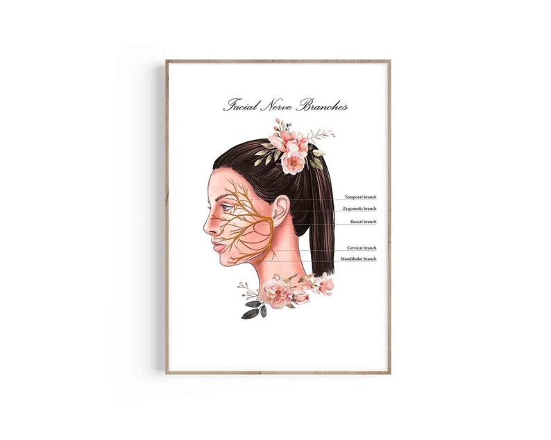 Facial Nerve Anatomy Art Print, Esthetician Gift (digital Download) - Etsy