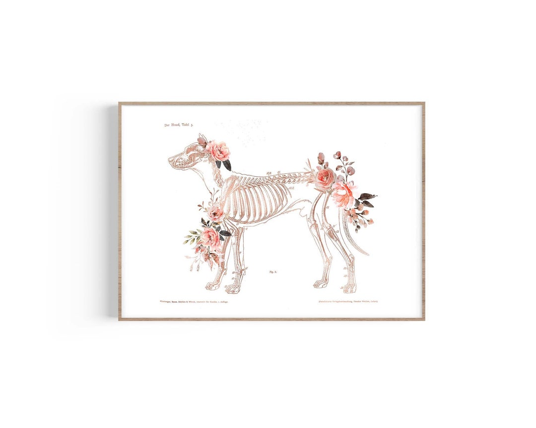Dog Anatomy Print Canine Skeleton Muscles Anatomy Dog - Etsy