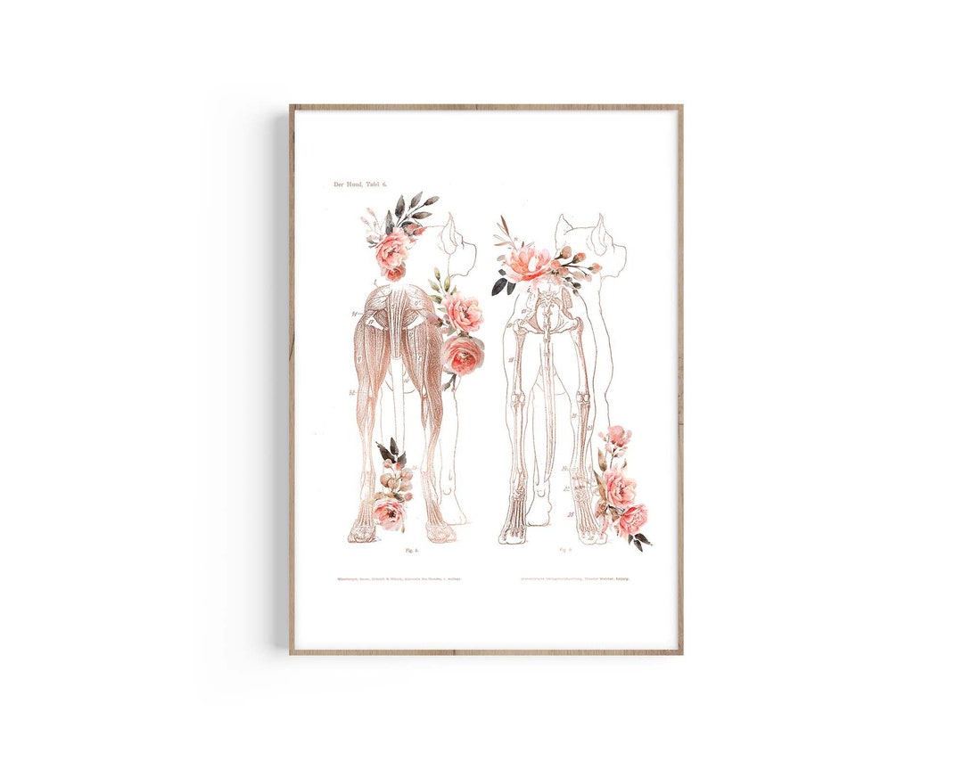 Dog Anatomy Print Canine Muscles Anatomy Dog Anatomical Art - Etsy