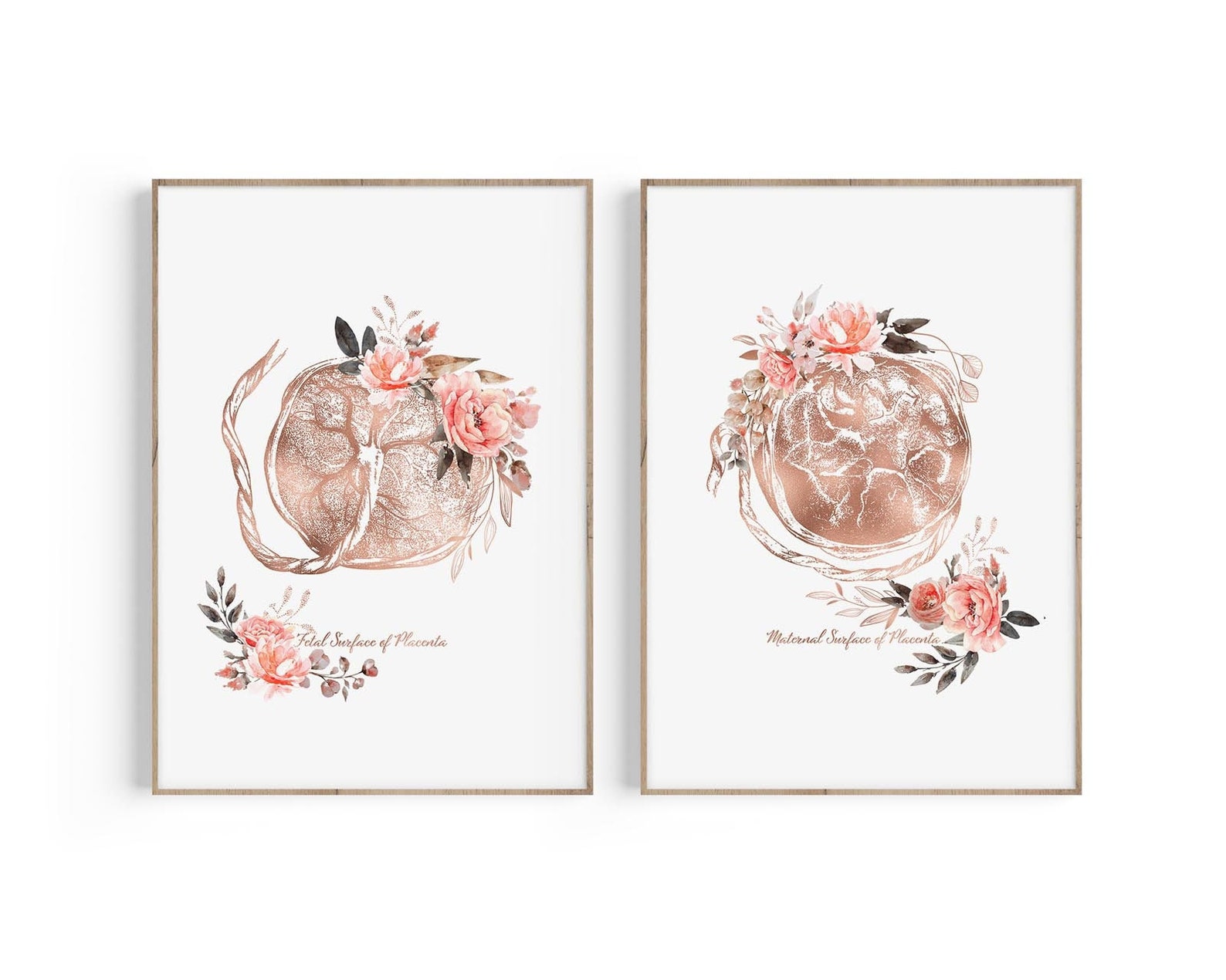 Placenta Anatomy Art Maternal Placenta Fetal Placenta - Etsy