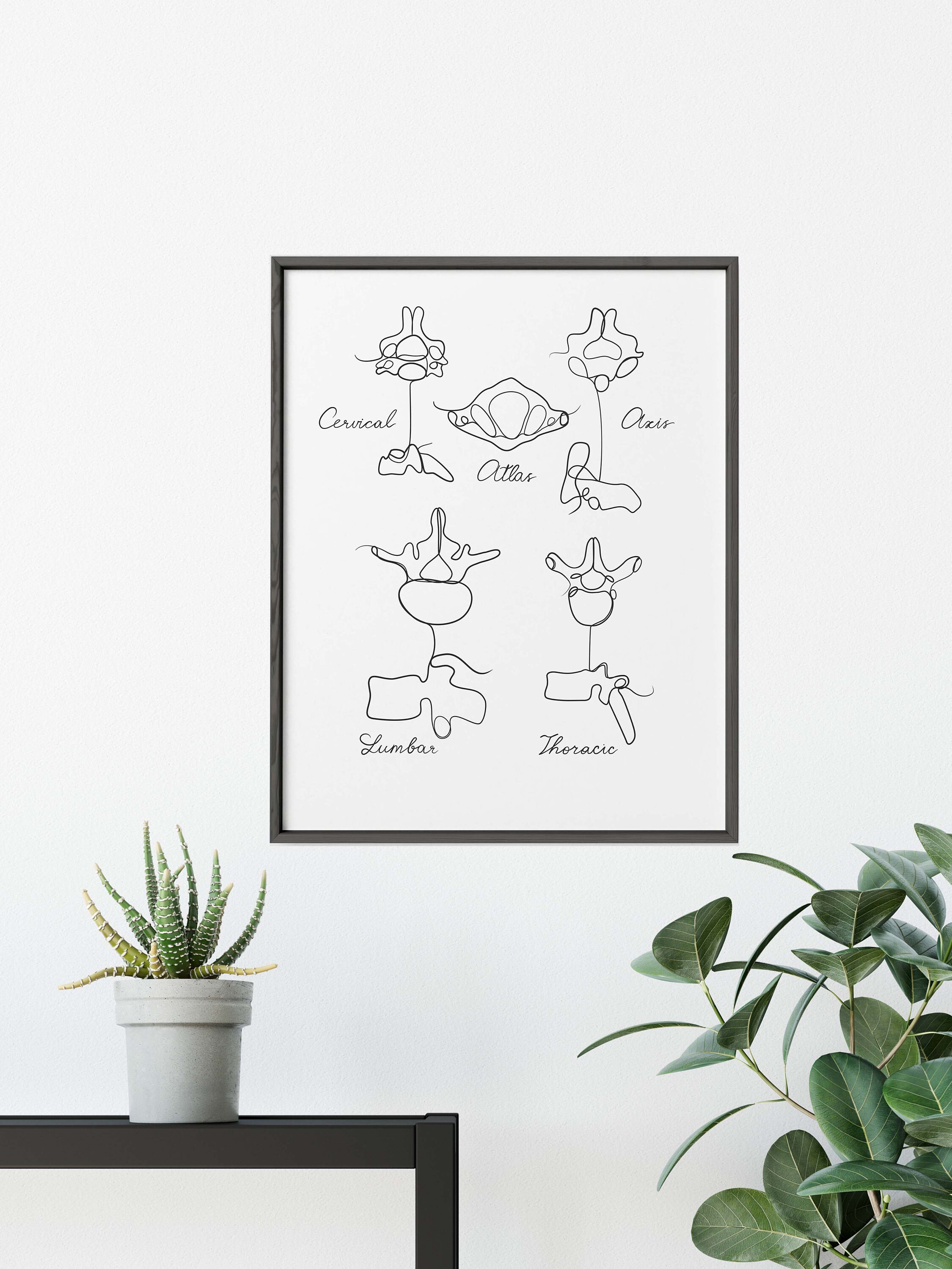 Vertebrae One Line Art Vertebrae Print Lumber Cervical - Etsy