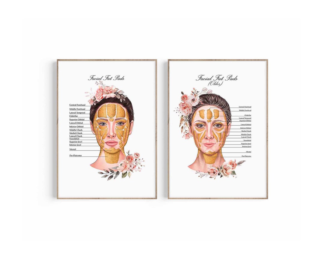 Facial Fat Anatomy, Fat Pads of the Face, Spa Esthetician Print, Derma ...