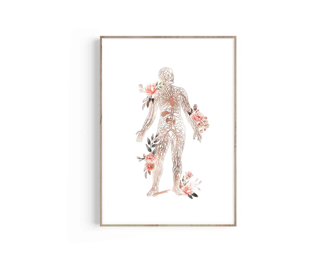 Circulatory System, Human Body Anatomy Art, Heart, Blood Vessels Art ...