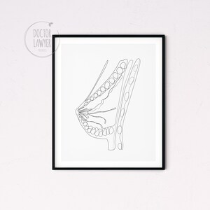 Breast Anatomy One Line Print Mammary Gland Print OBGYN Art | Etsy