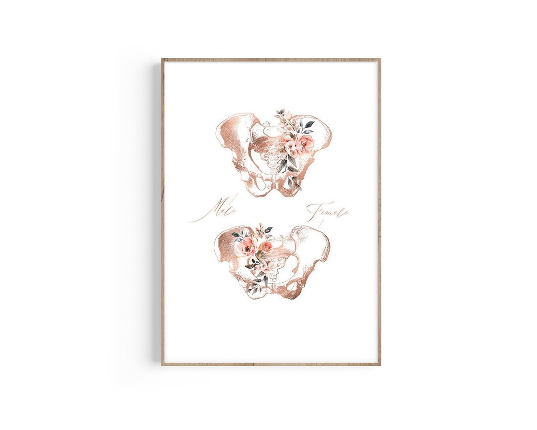 Floral Pelvis Anatomy Art Print: Doctor Gift (digital Download) - Etsy