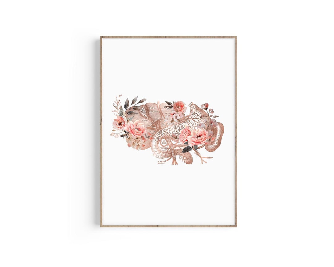 Stomach Anatomy Art Digestive System Anatomy - Etsy