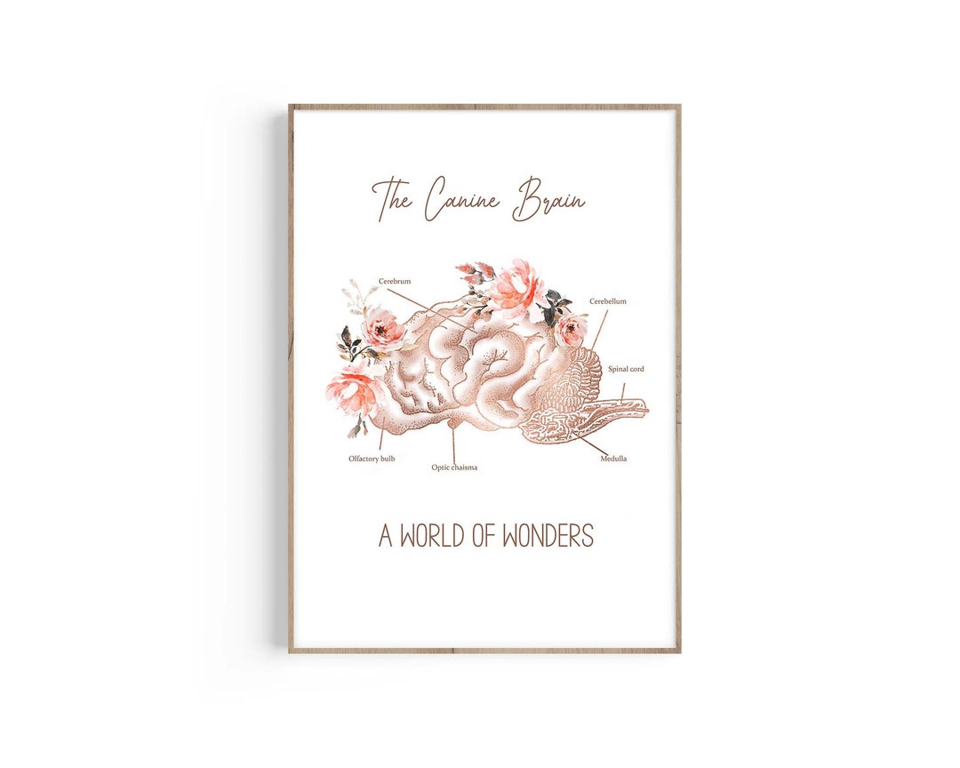 Dog Brain Anatomy Print Brain Anatomy Poster Canine - Etsy