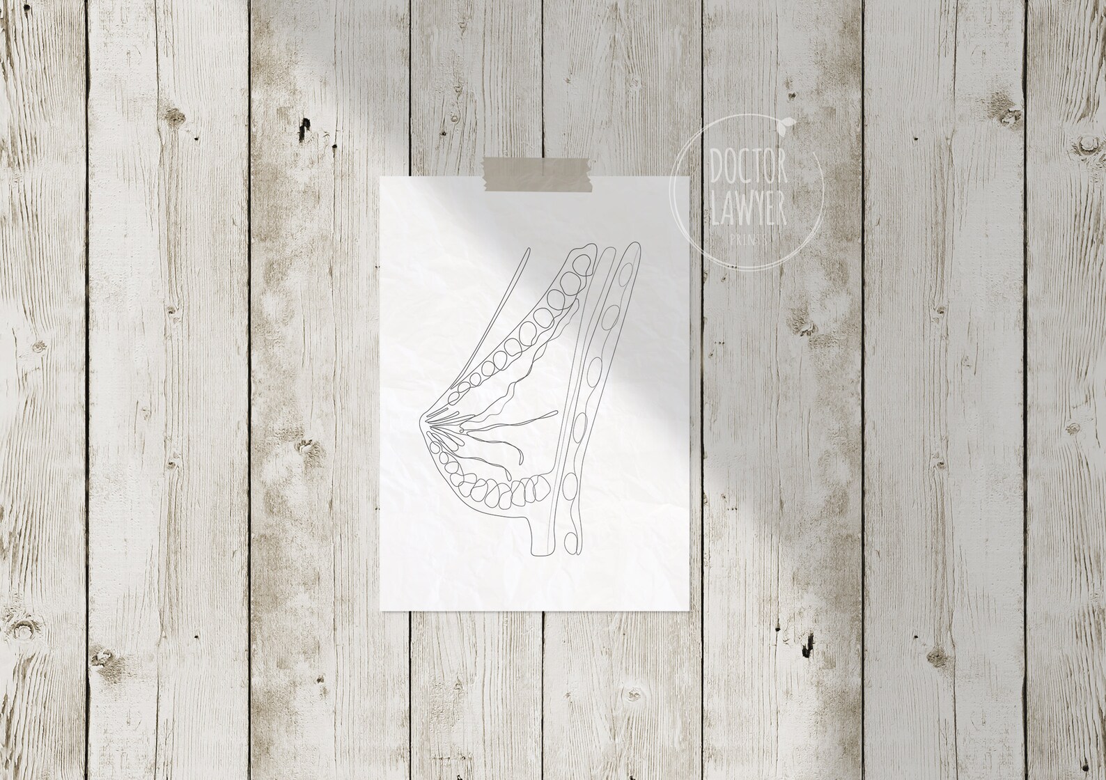 Breast Anatomy One Line Print Mammary Gland Print OBGYN Art | Etsy