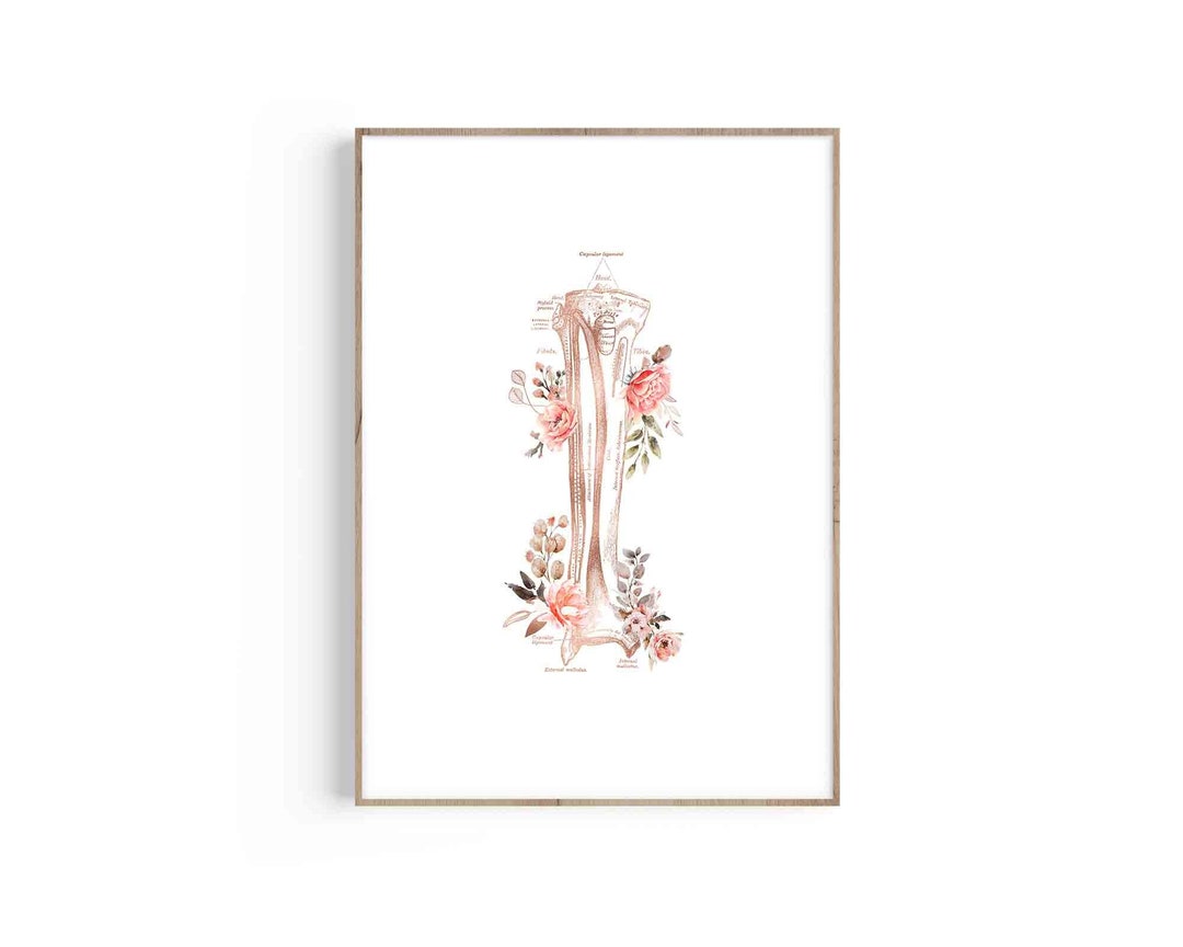 Fibula Tibia Bone, Types of Bones, Anatomical Skeleton Medical Art ...