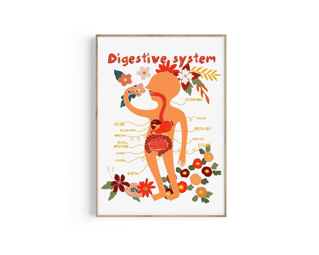 Digestive System, Human Body Anatomy Art, Stomach, Intestines Art ...