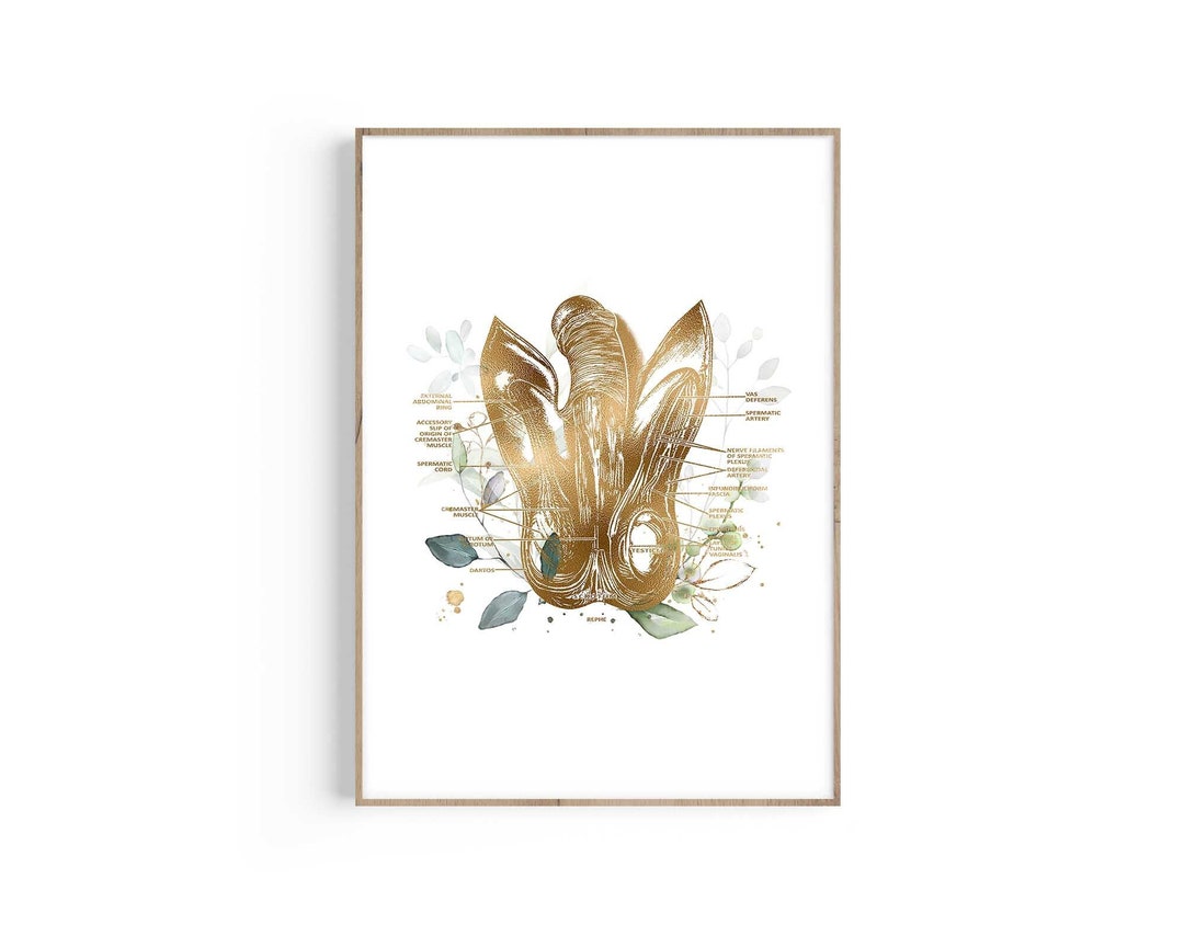 Male Anatomy Art, Penis Anatomy Print, Male Genitals, Male Sexual Organ ...
