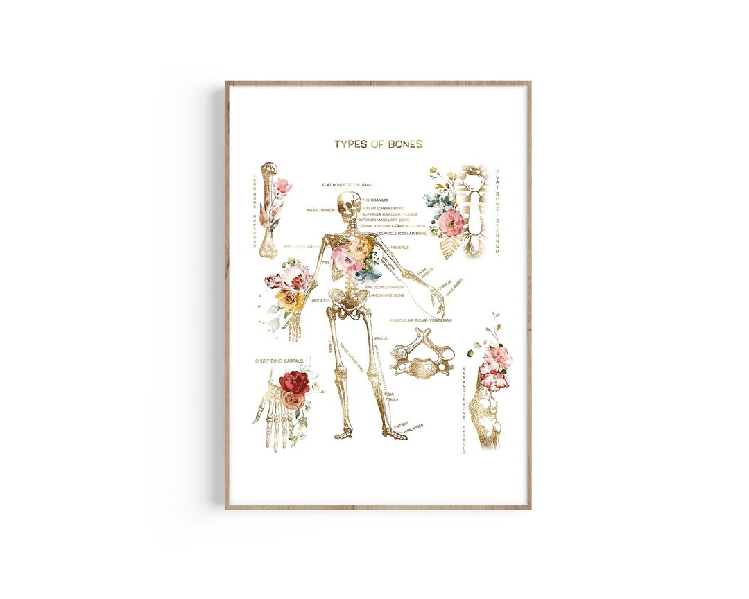 Types of Bones Anatomical Skeleton Medical Art Prints - Etsy