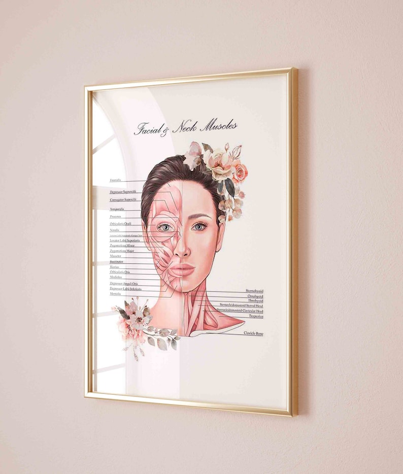 Facial Muscle Anatomy Art Print: Esthetician Spa Decor (digital ...