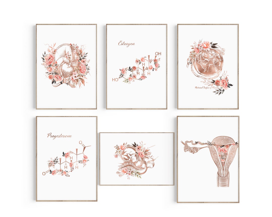 Midwife Office Decor, Fetal Development, Placenta Art, Uterine ...