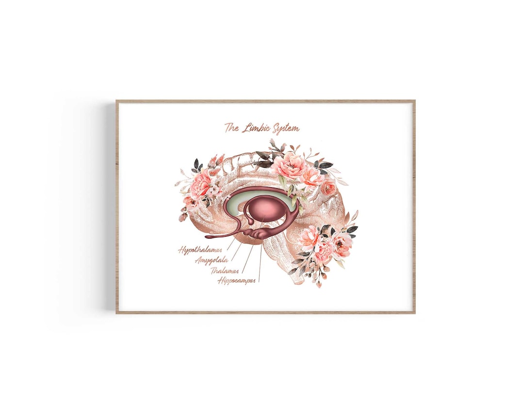 Brain Limbic System Art Print, Psychology Art, Brain Anatomy Art ...