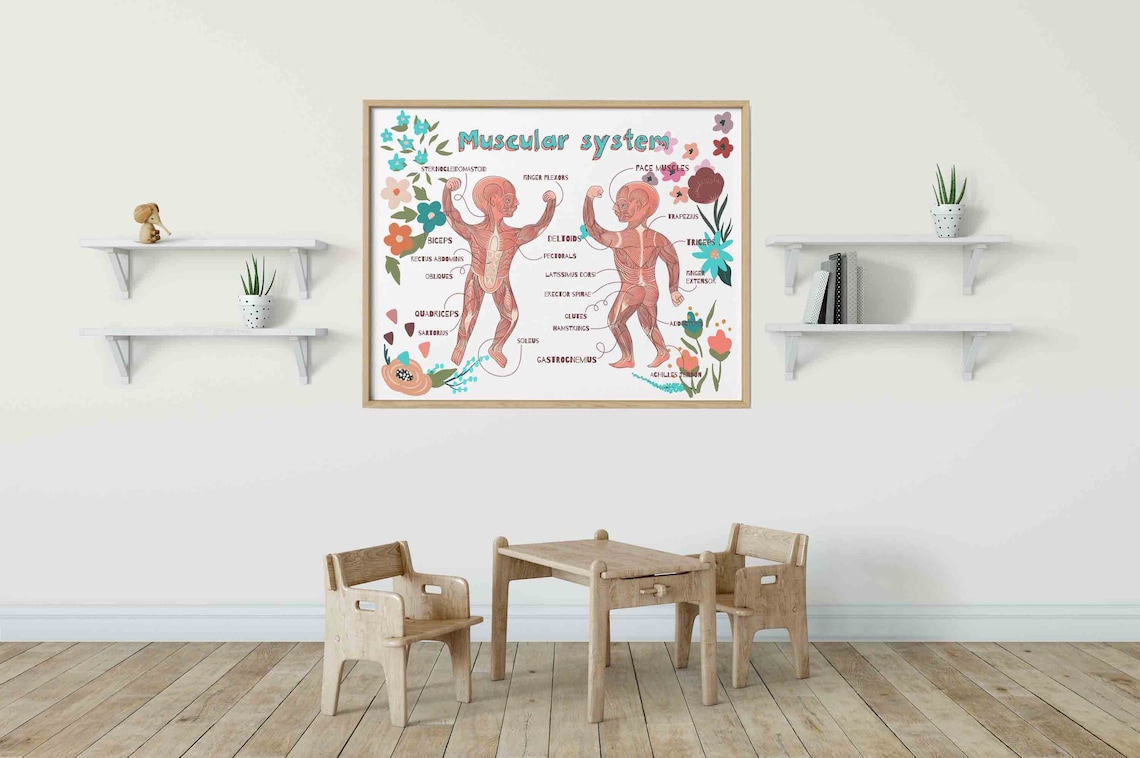 Muscular System Human Body Anatomy Art Anatomical System - Etsy