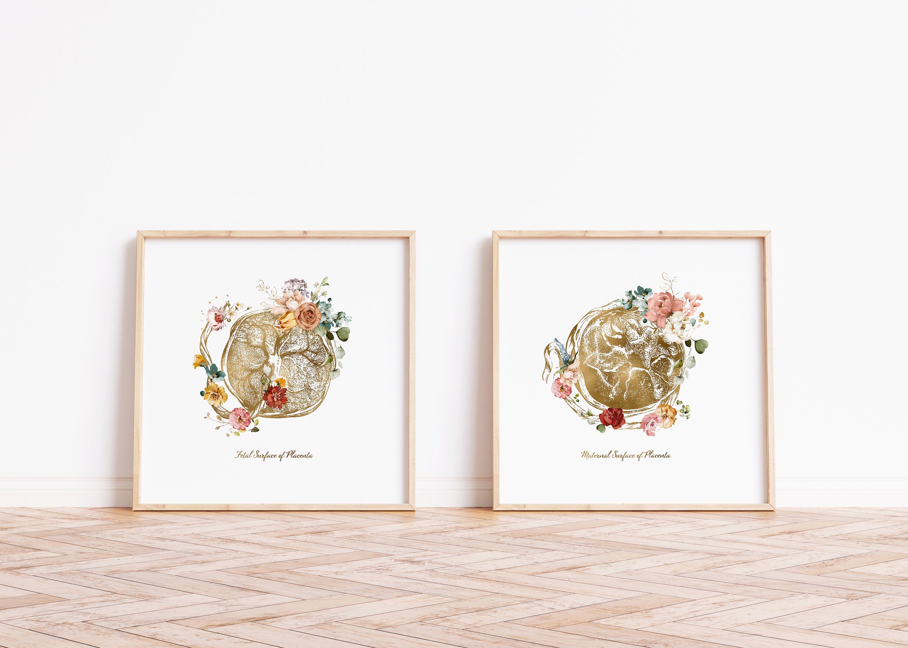 Placenta Anatomy Art Print, Maternal Fetal Development (digital ...