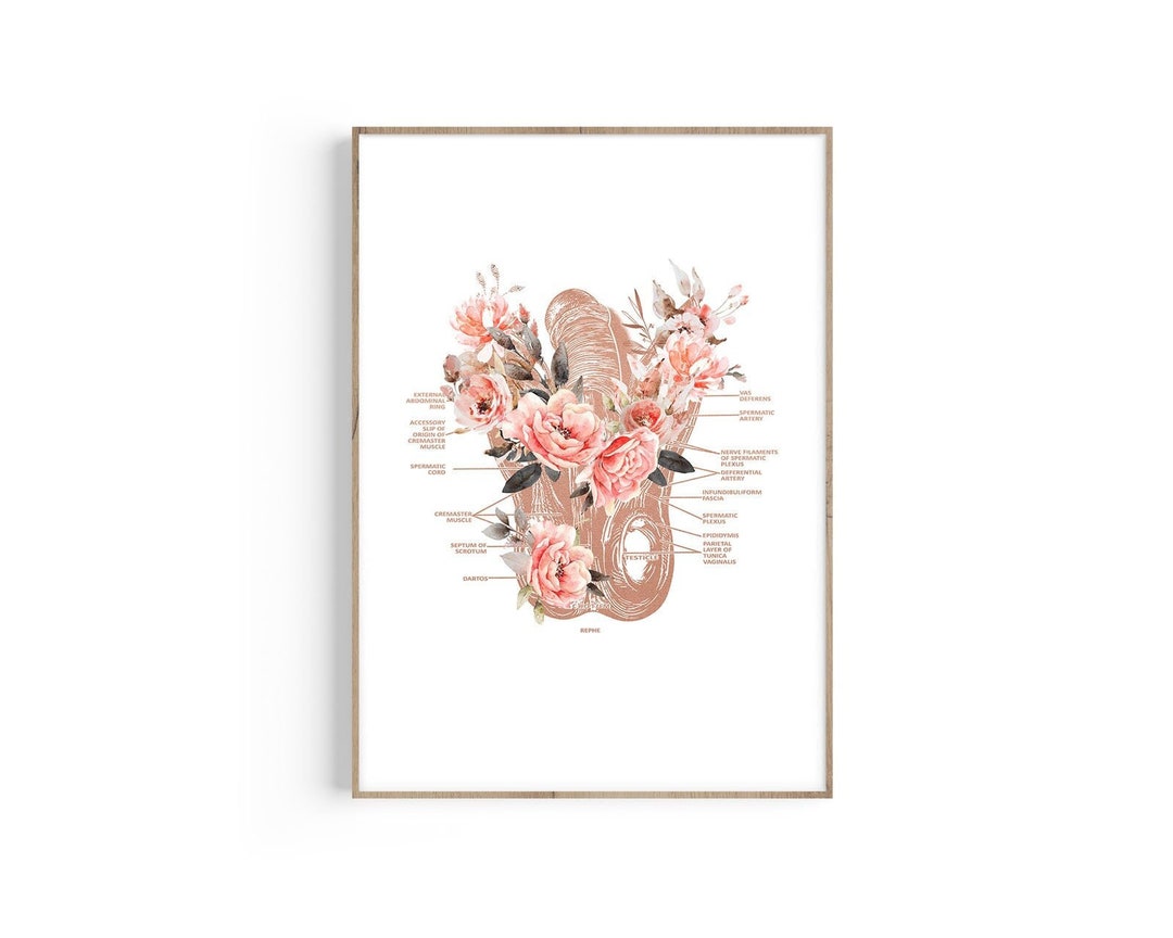 Male Anatomy Art, Penis Anatomy Print, Male Genitals, Male Sexual Organ ...