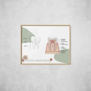 Dental Anatomy, Oral Anatomy, Dental Clinic Decor, Dentist Art, Dental ...