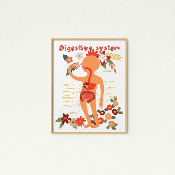 Digestive System Human Body Anatomy Art Stomach Intestines - Etsy Hong Kong