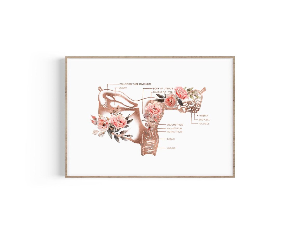 Uterus Anatomy Print Female Reproductive System Uterus Art - Etsy