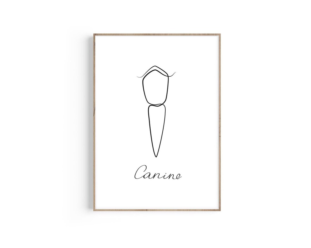 Canine Tooth One Line Art Dentist Gift Dentist Anatomy Art - Etsy