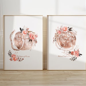Placenta Anatomy Art, Maternal Placenta, Fetal Placenta, Umbilical Cord ...